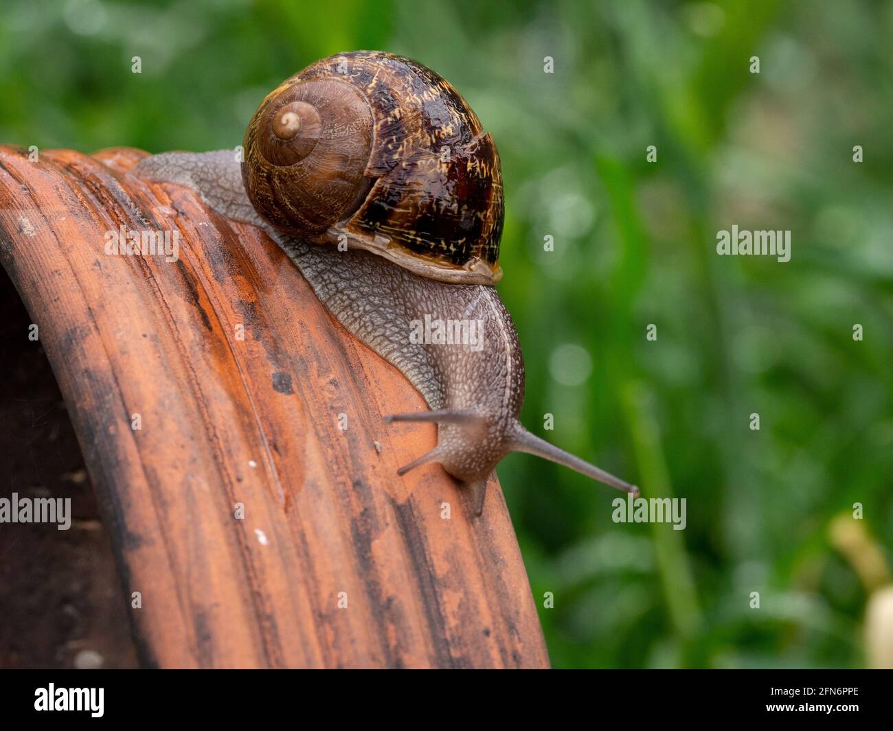 Wet sloth hi-res stock photography and images - Alamy