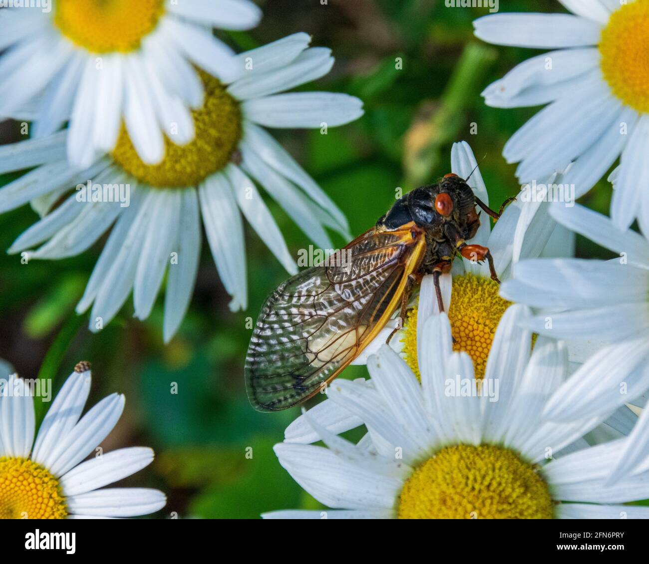17 Year Cicadas High Resolution Stock Photography and Images - Alamy