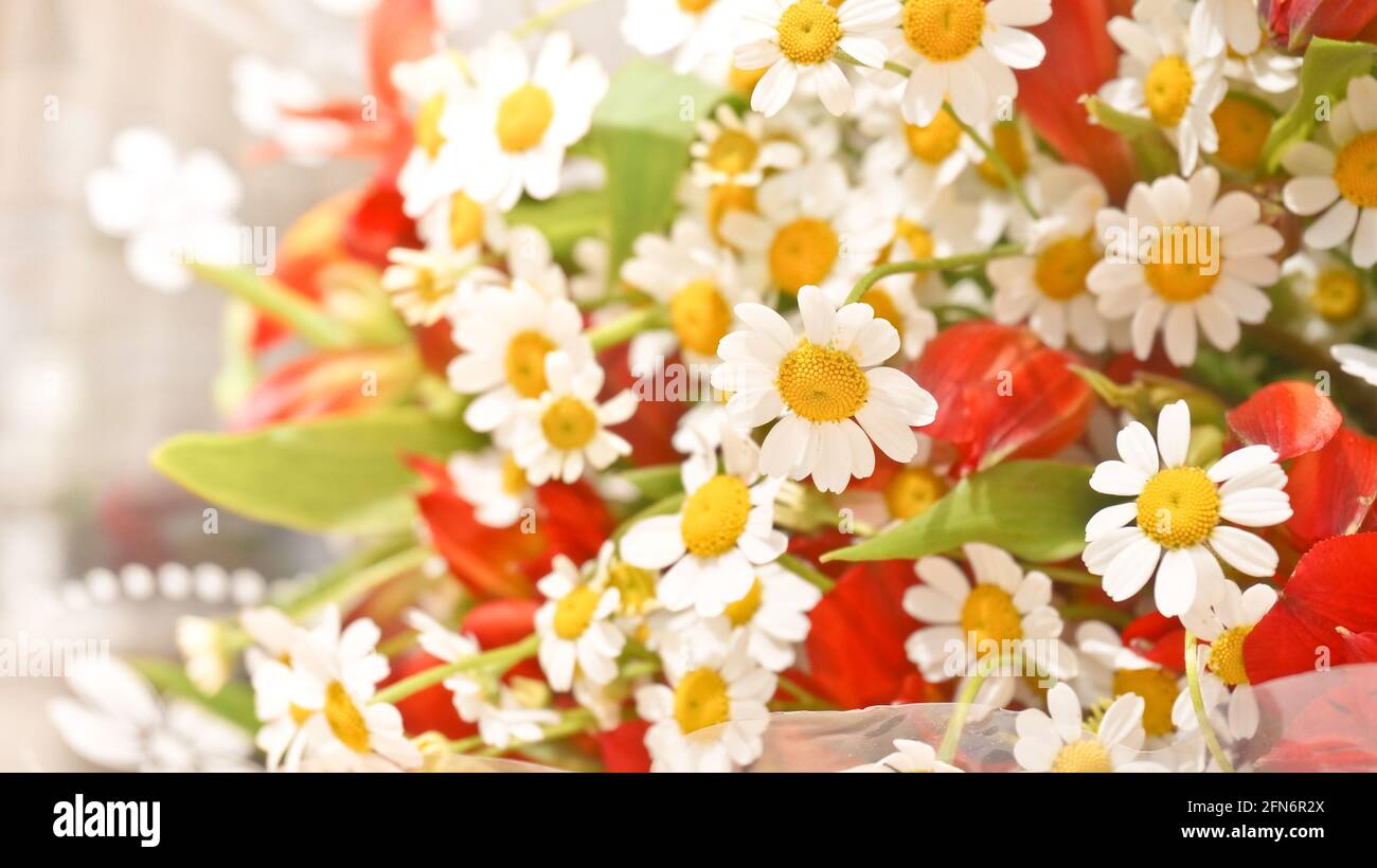 Bouquet of red flowers and daisy wheel camomile on sunlight Stock Photo ...
