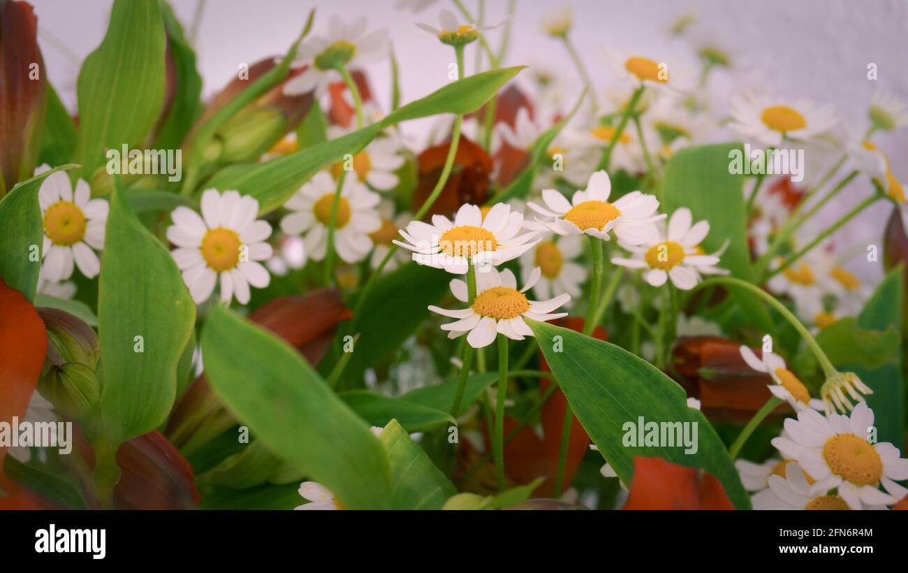 Bouquet of red flowers and daisy wheel camomile on sunlight Stock Photo ...