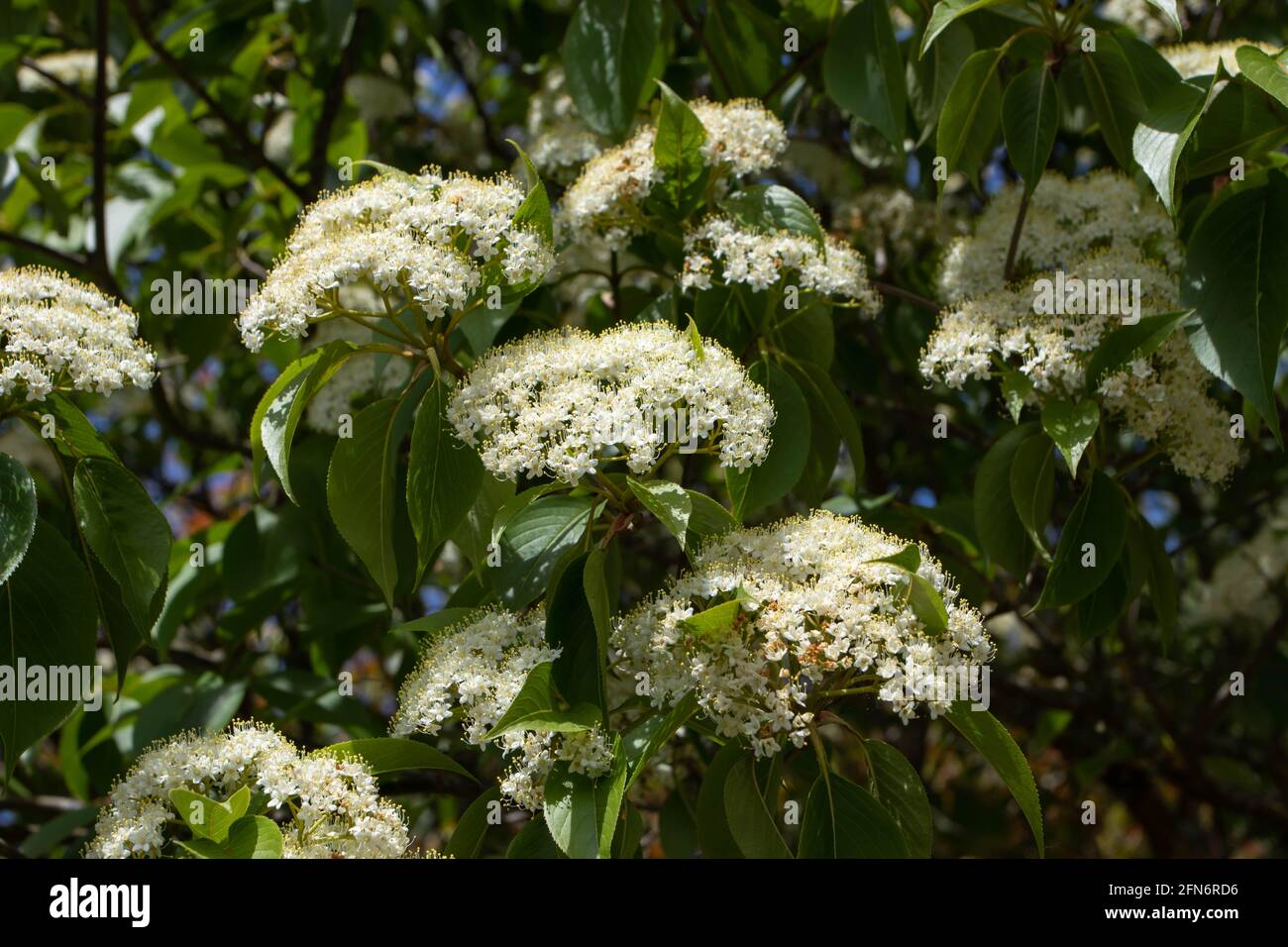 Viburnum lantana, the wayfarer or wayfaring tree plant with white ...