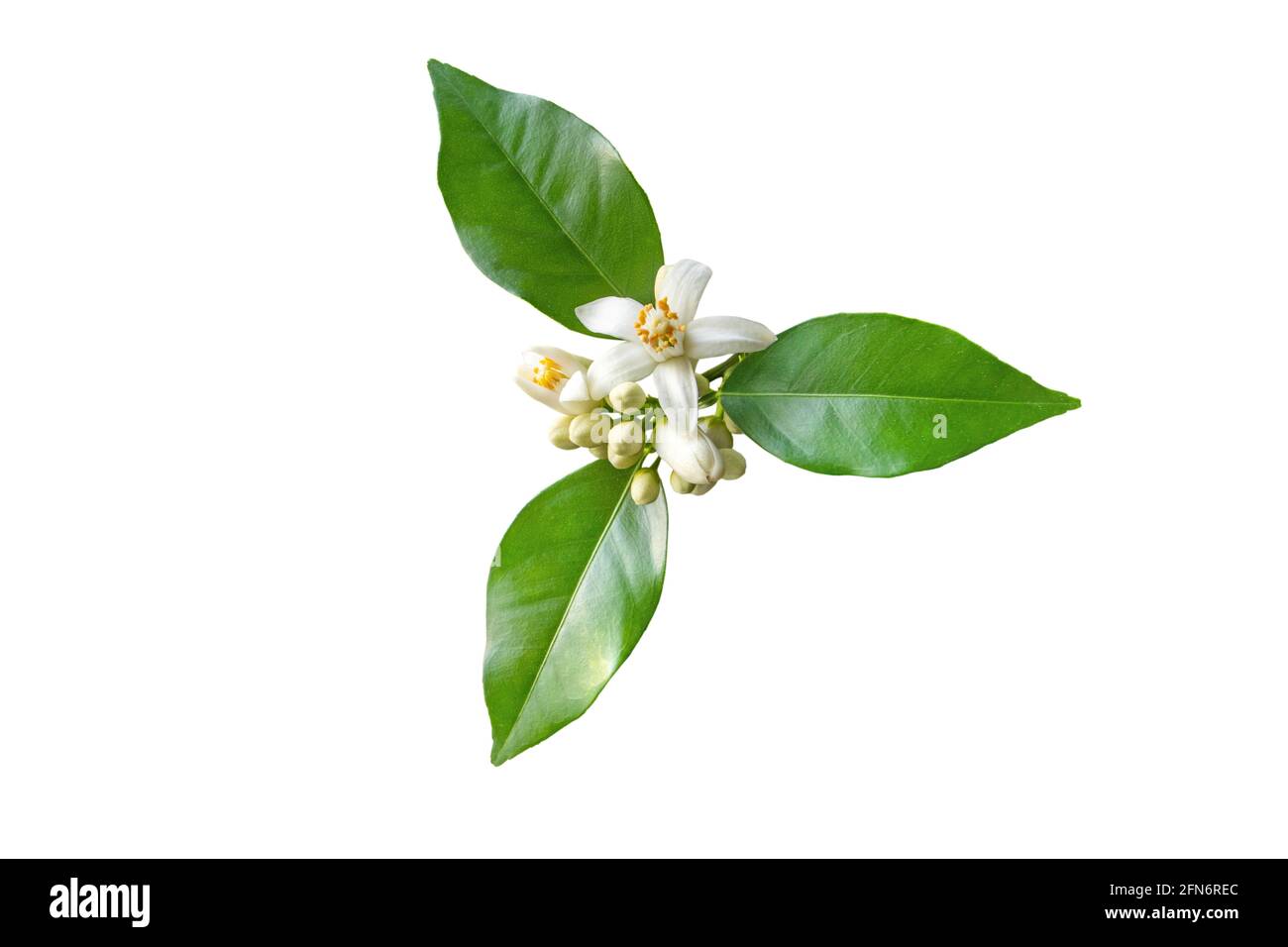 Orange tree white fragrant flowers, buds and leaves isolated on white ...