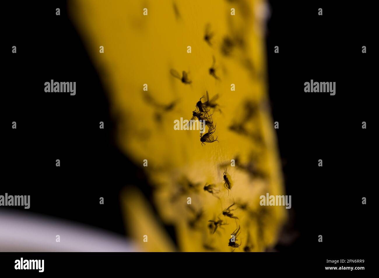 Adult fungus gnats hi-res stock photography and images - Alamy