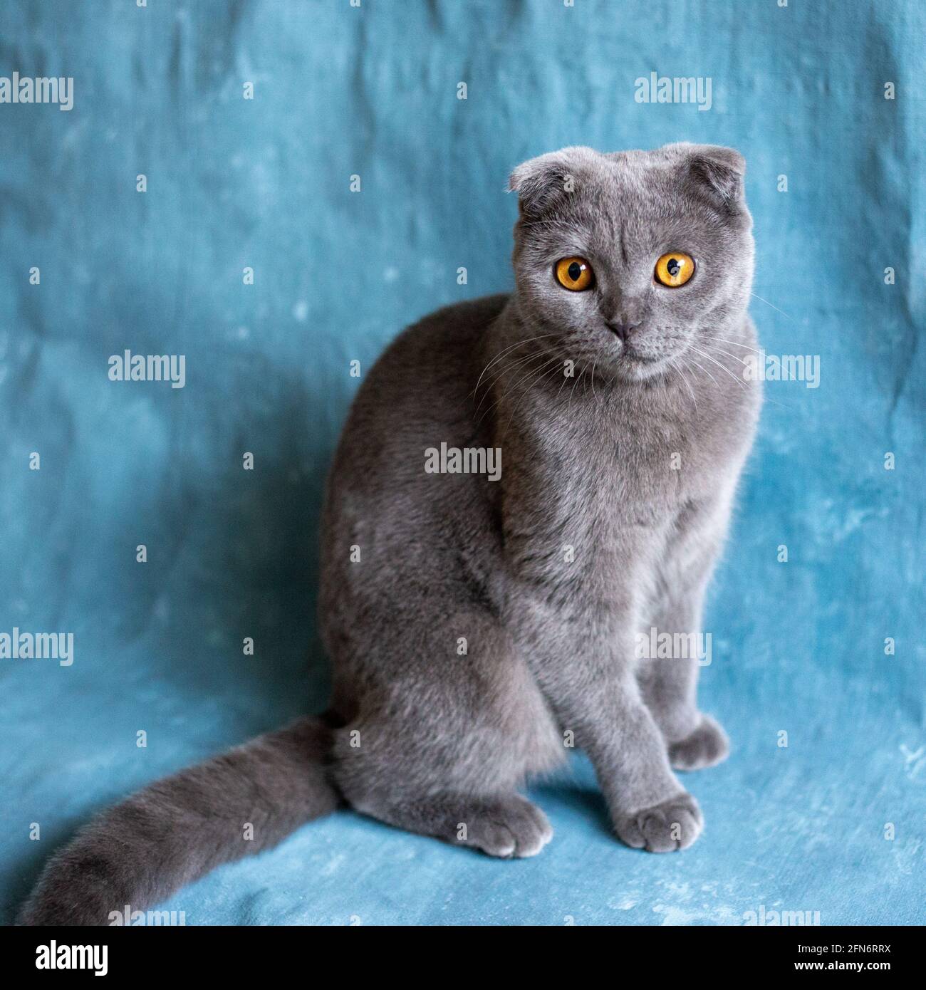 Scottish fold cat isolated hi-res stock photography and images - Alamy
