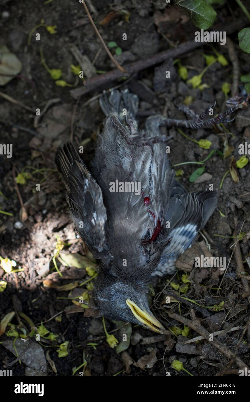 Robin fledgling nest hi-res stock photography and images - Alamy