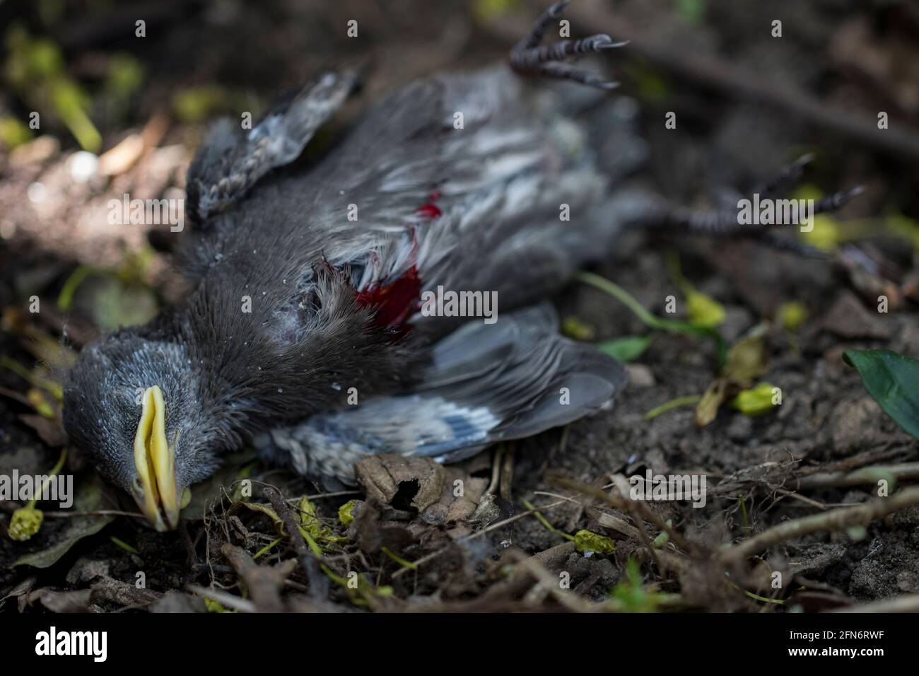 Dead baby chick hi-res stock photography and images - Alamy