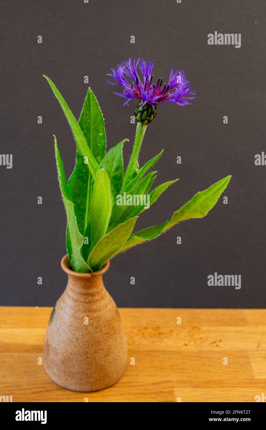 Mountain flake flower, Centaurea Montana in the vase Stock Photo - Alamy