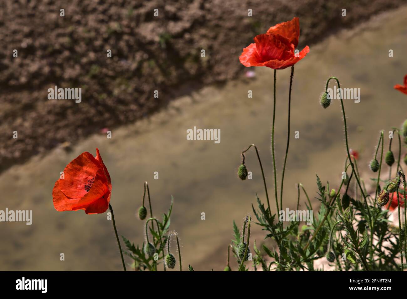 Poppies in bloom with a stream of water as backdrop Stock Photo - Alamy