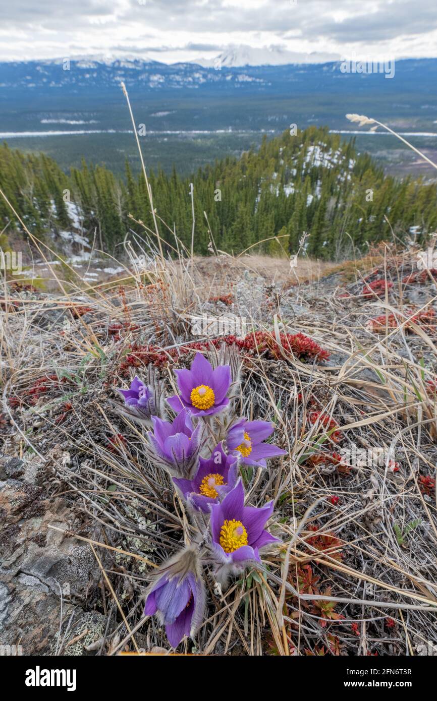 Front on and side profile of bunch of crocus, pasque purple flower in ...
