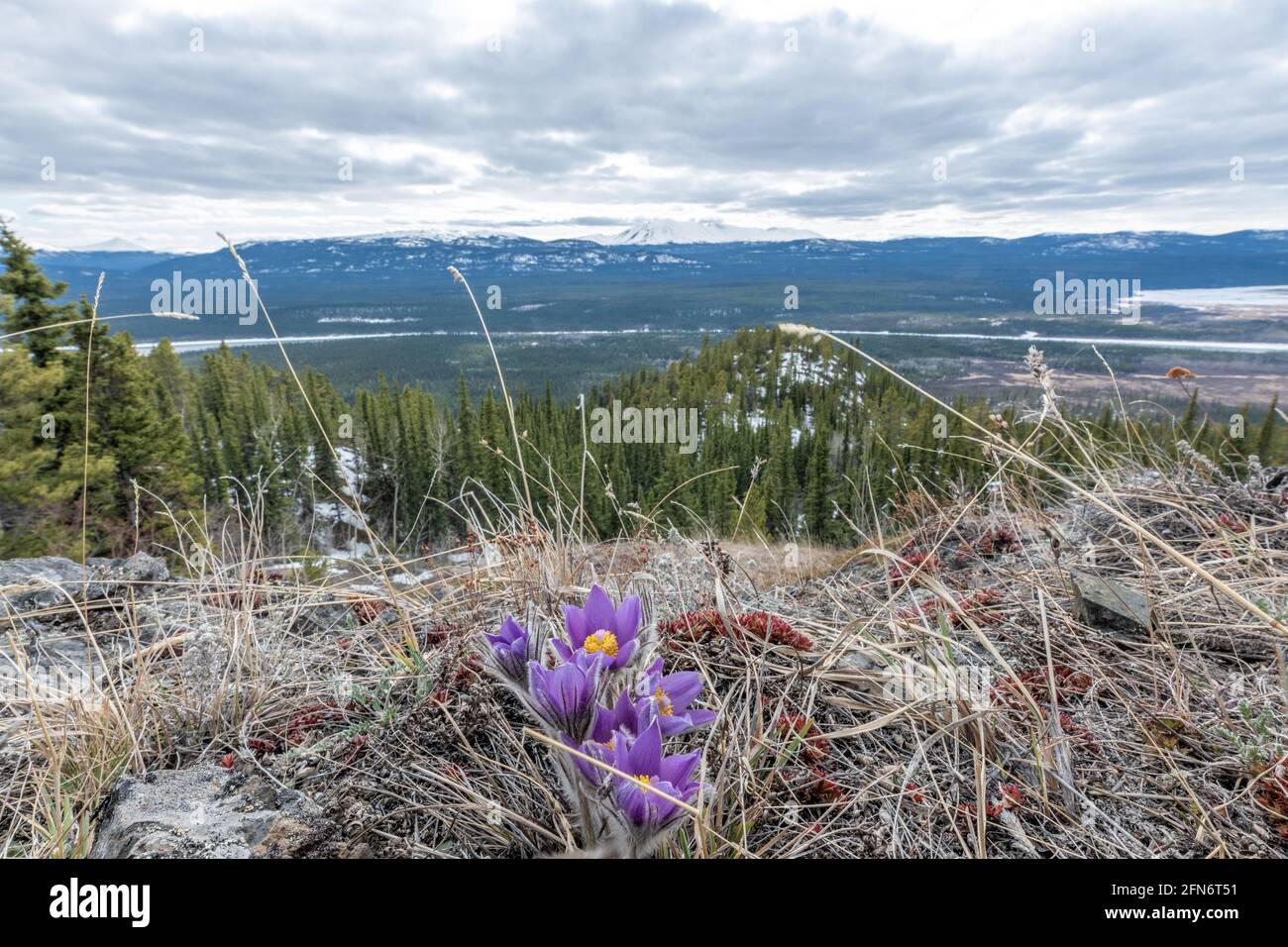 Front on and side profile of bunch of crocus, pasque purple flower in ...
