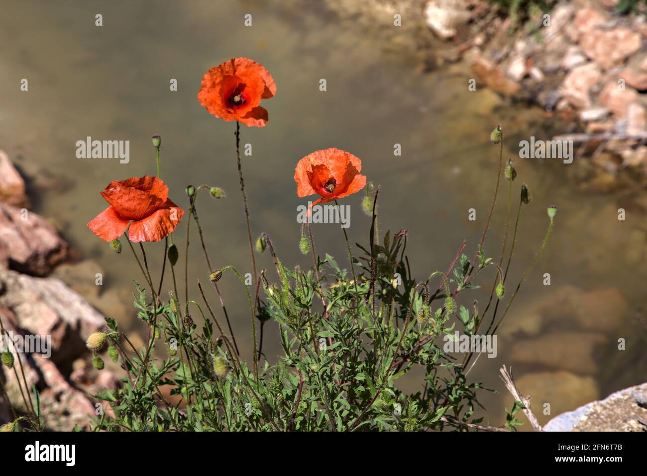 Poppies in bloom with a stream of water as backdrop Stock Photo - Alamy