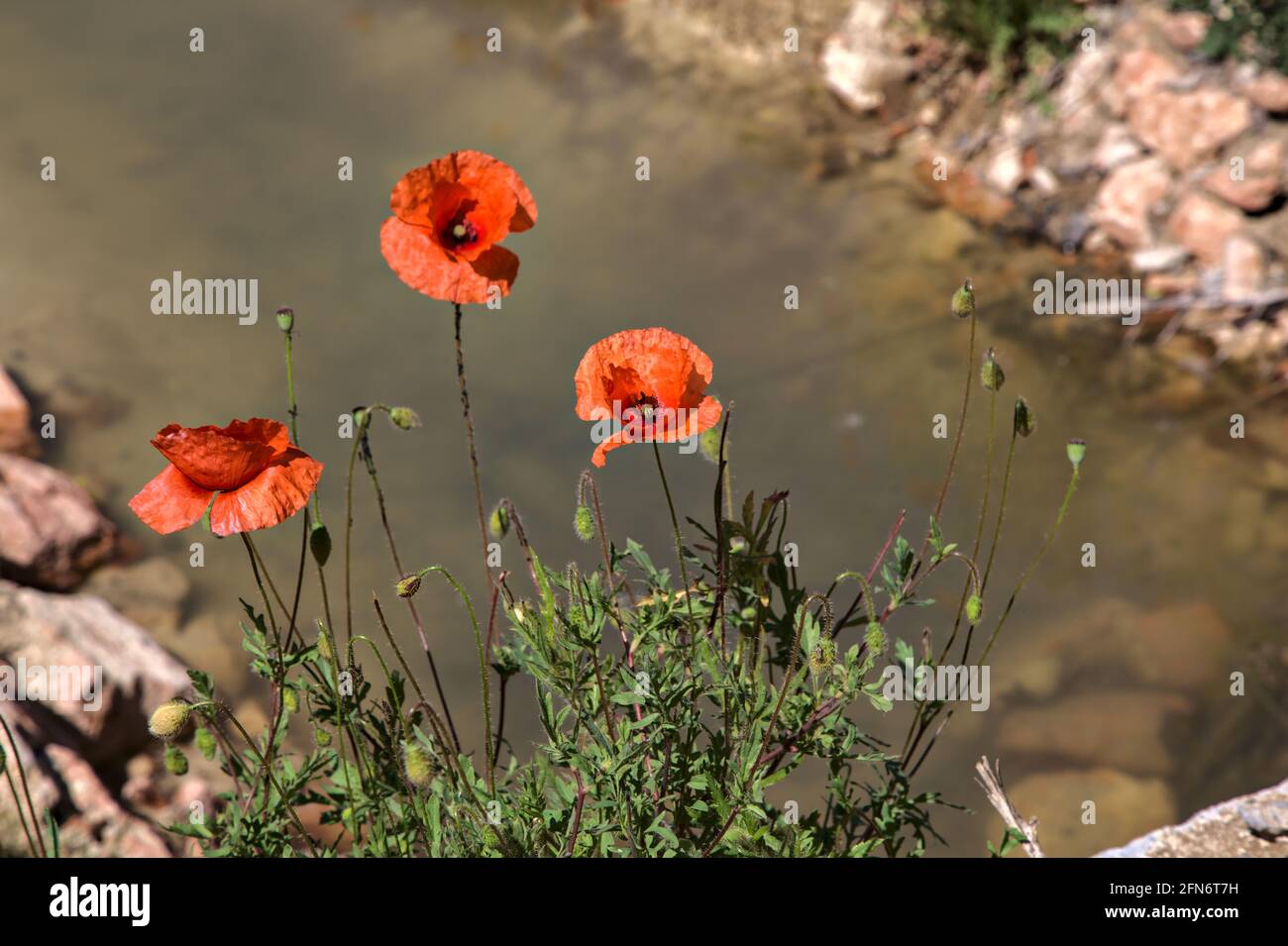 Poppies in bloom with a stream of water as backdrop Stock Photo - Alamy