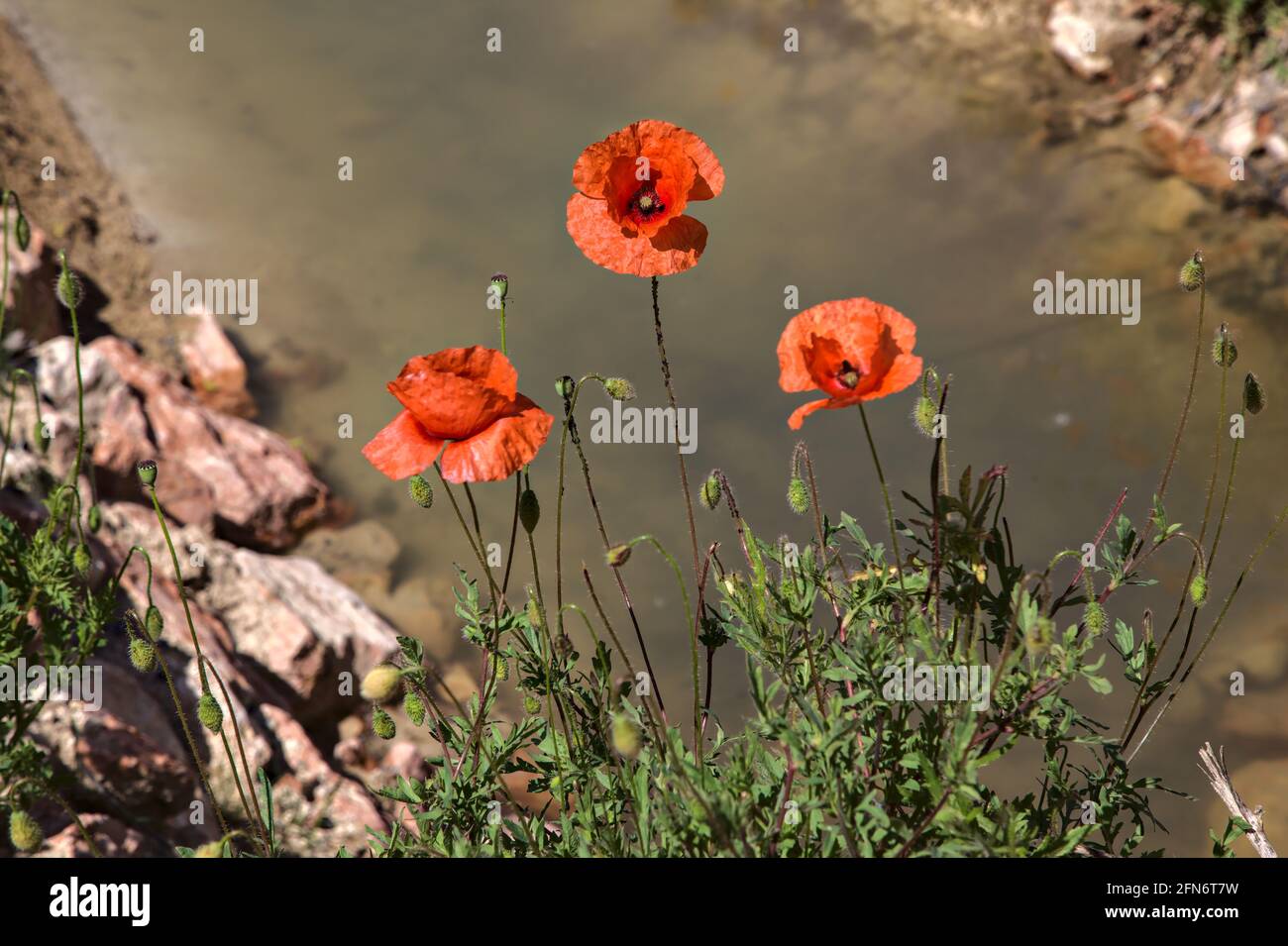 Poppies in bloom with a stream of water as backdrop Stock Photo - Alamy