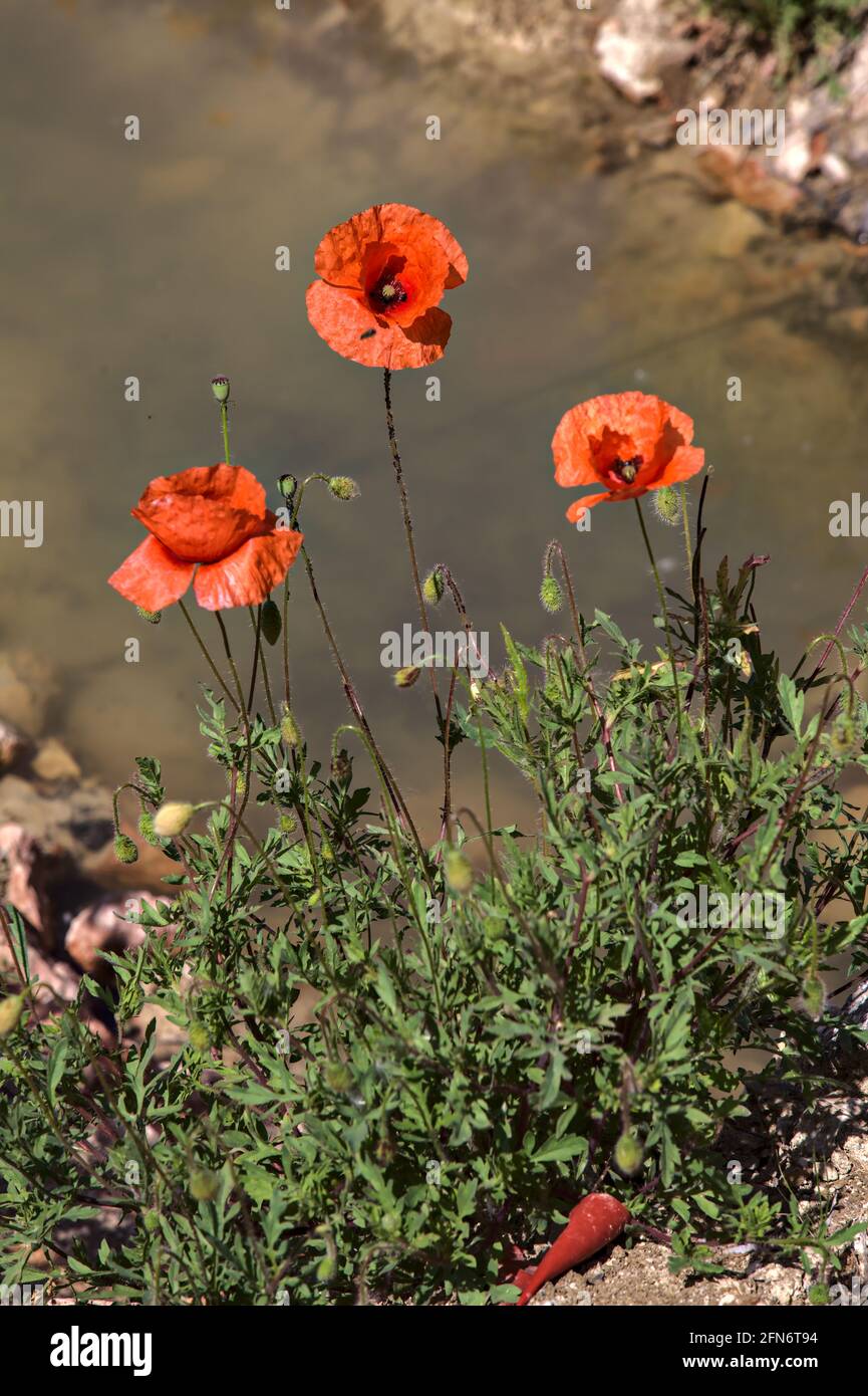 Poppies in bloom with a stream of water as backdrop Stock Photo - Alamy