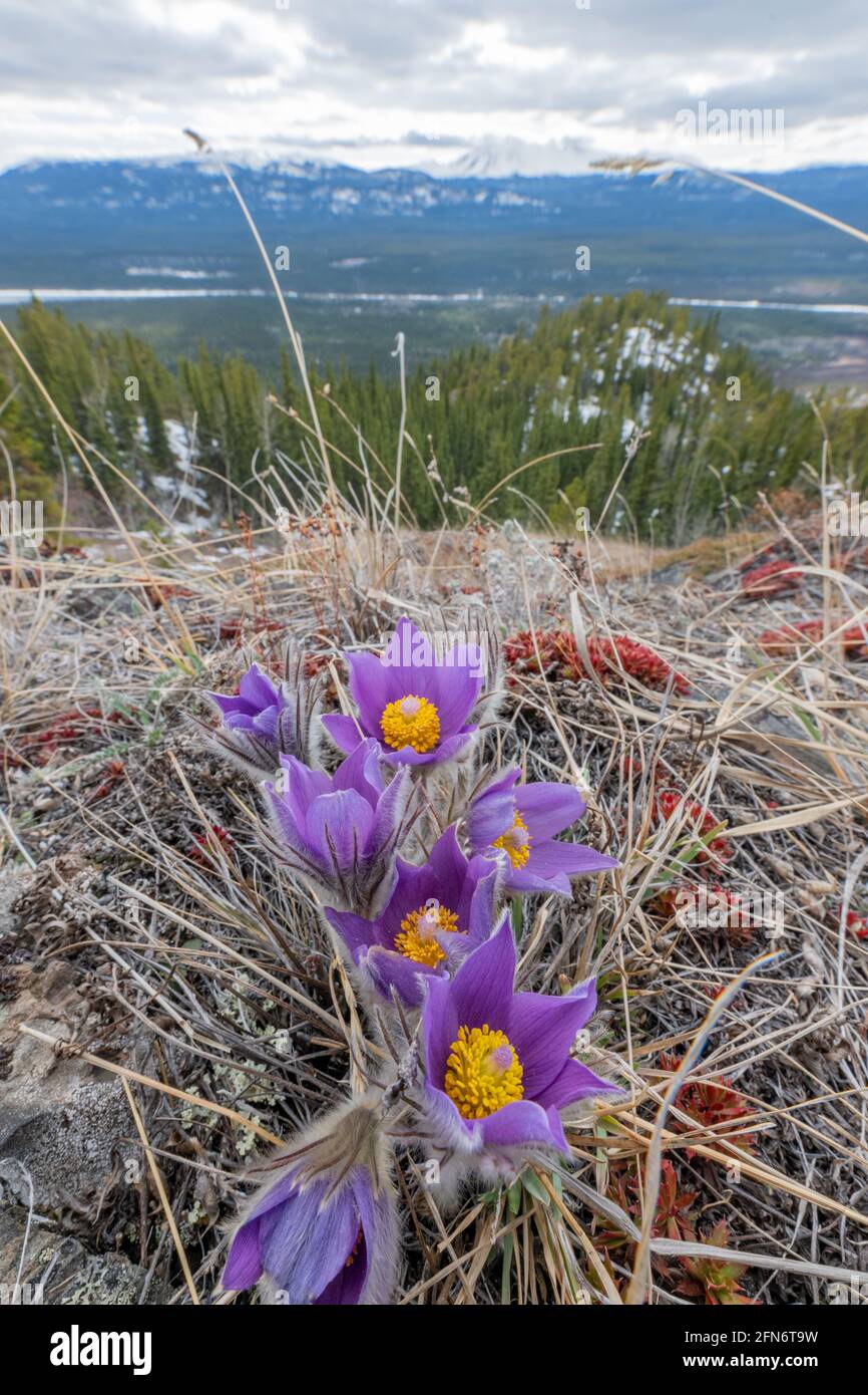 Front on and side profile of bunch of crocus, pasque purple flower in ...