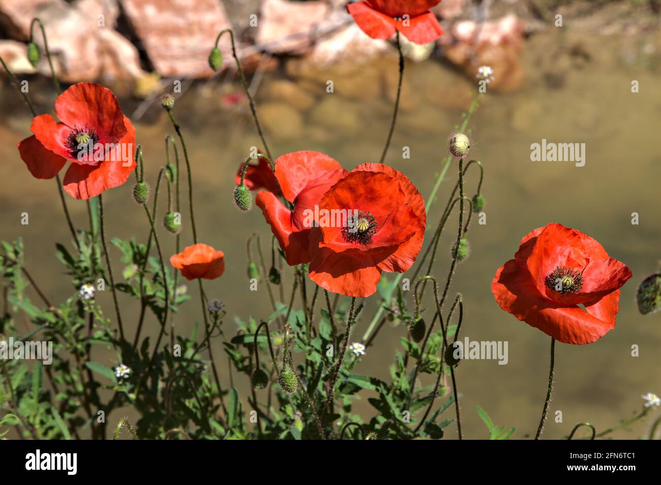 Poppies in bloom with a stream of water as backdrop Stock Photo - Alamy