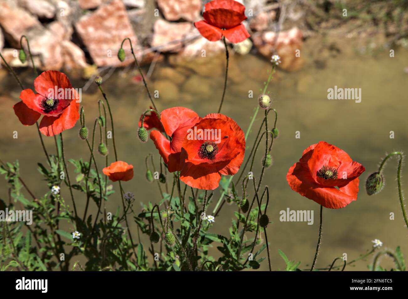 Poppies in bloom with a stream of water as backdrop Stock Photo - Alamy