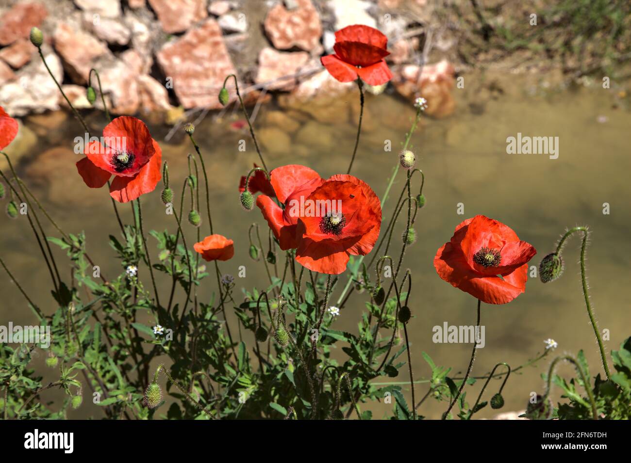 Poppies in bloom with a stream of water as backdrop Stock Photo - Alamy