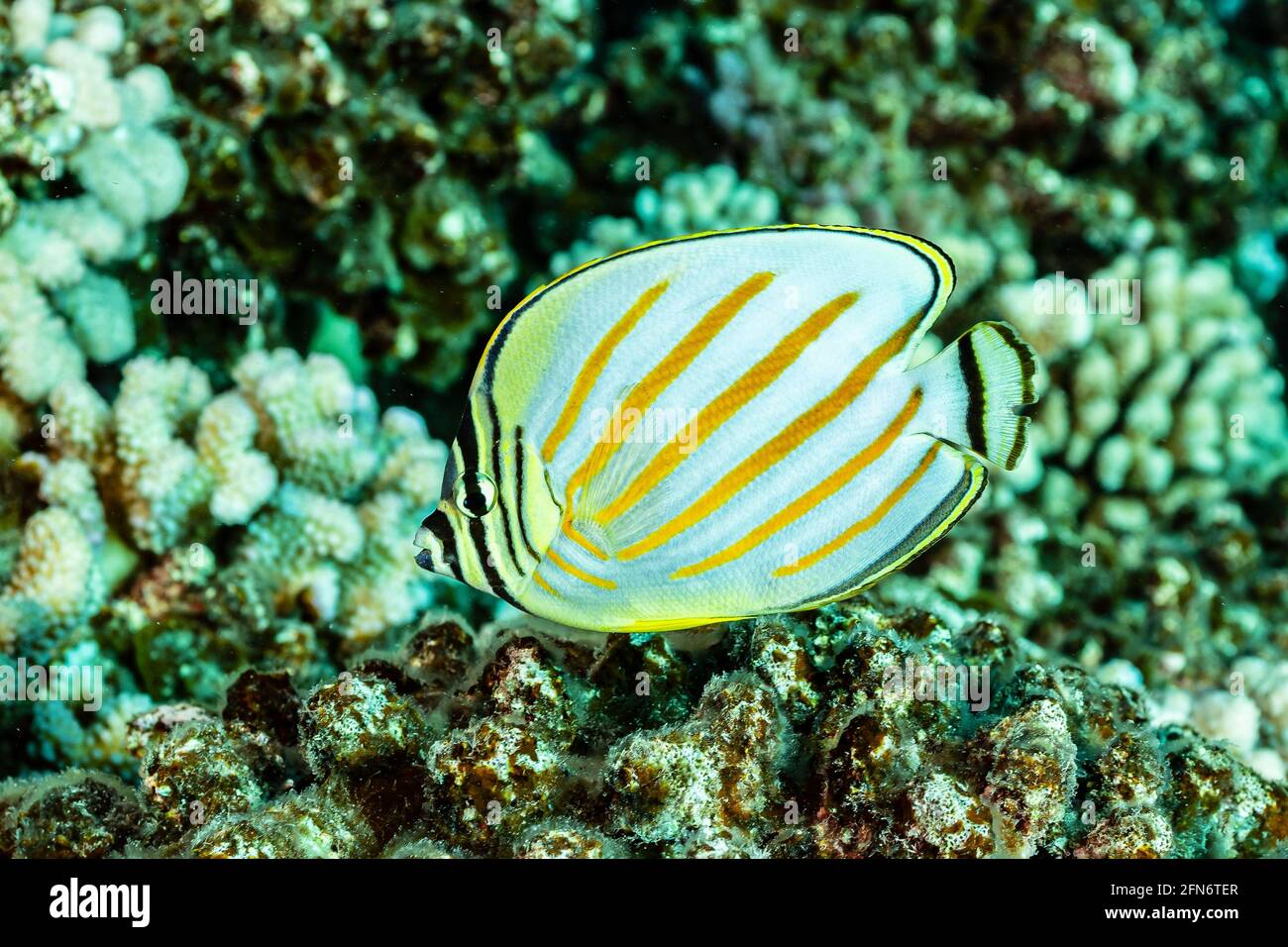 Tropical reef fish polynesia hi-res stock photography and images - Alamy