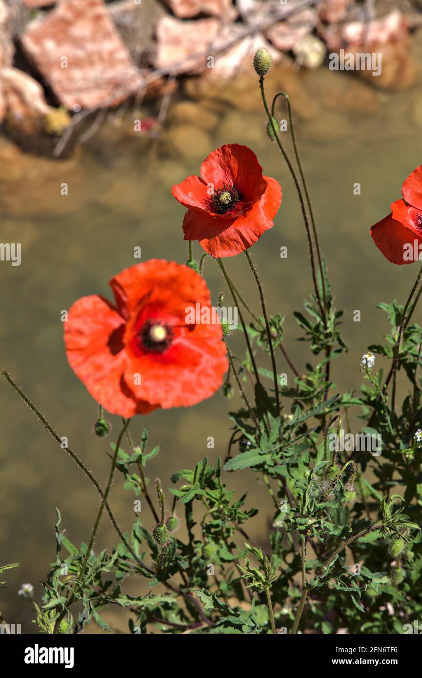 Poppies in bloom with a stream of water as backdrop Stock Photo - Alamy
