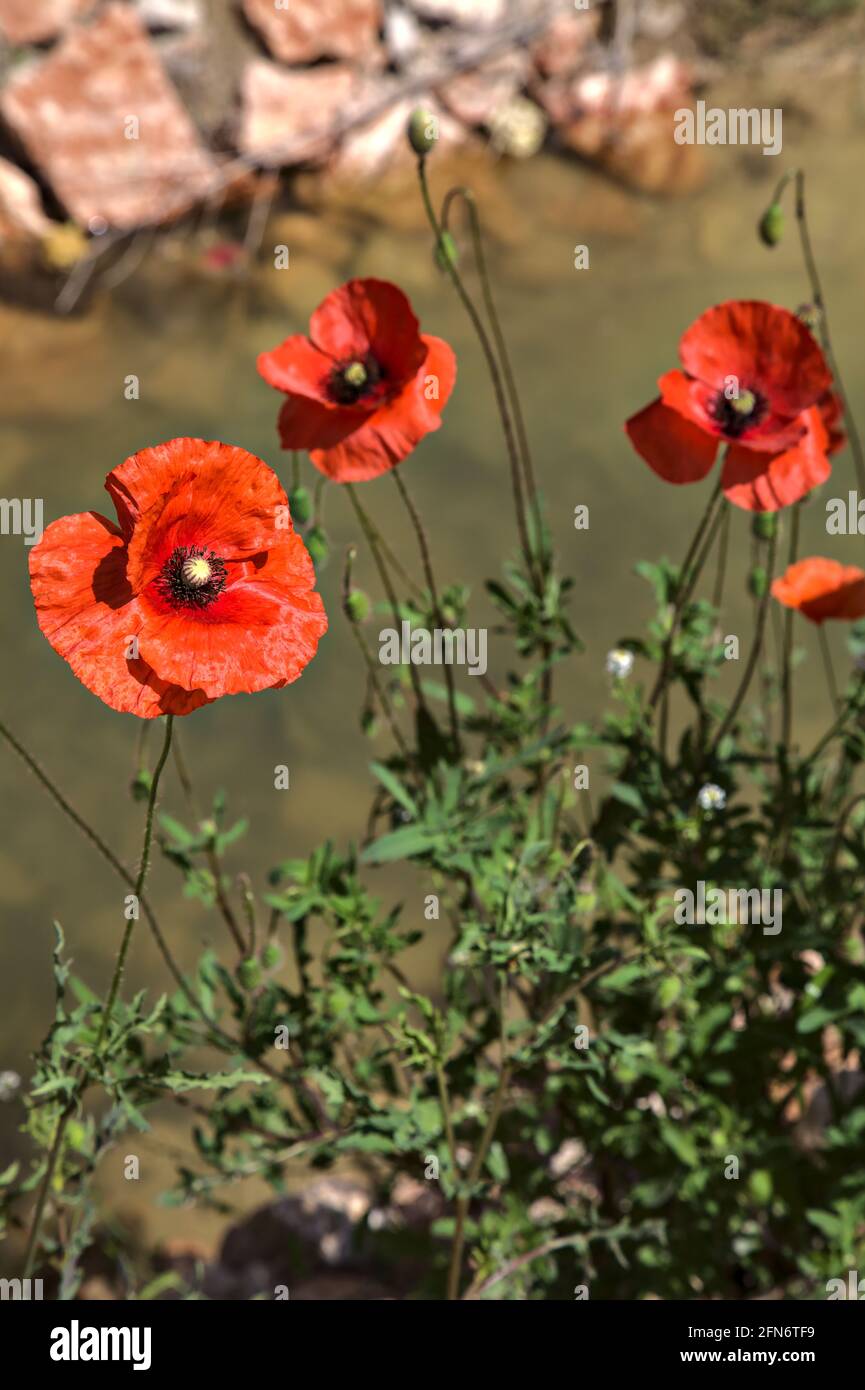 Poppies in bloom with a stream of water as backdrop Stock Photo - Alamy
