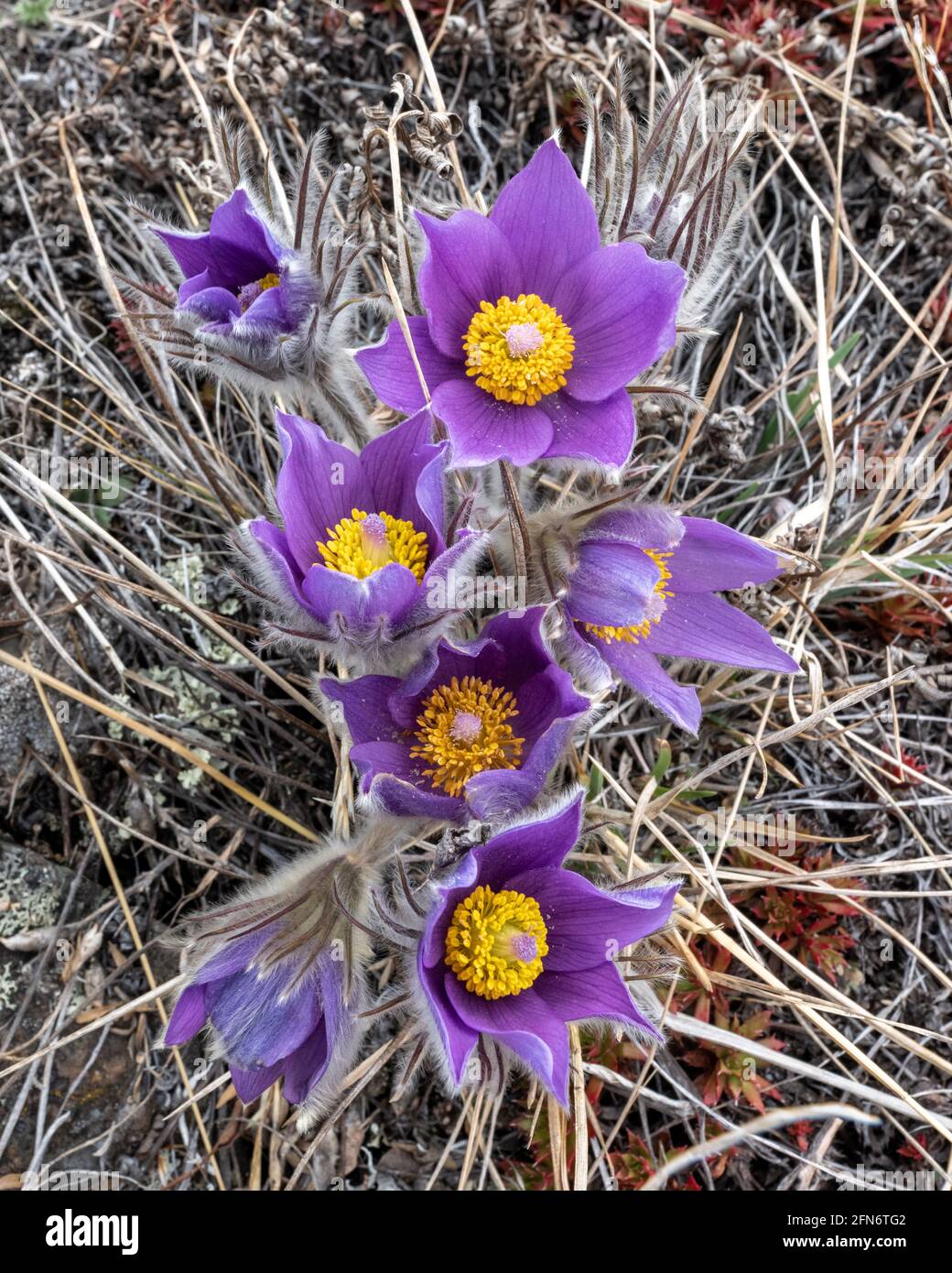 Front on and side profile of bunch of crocus, pasque purple flower in ...