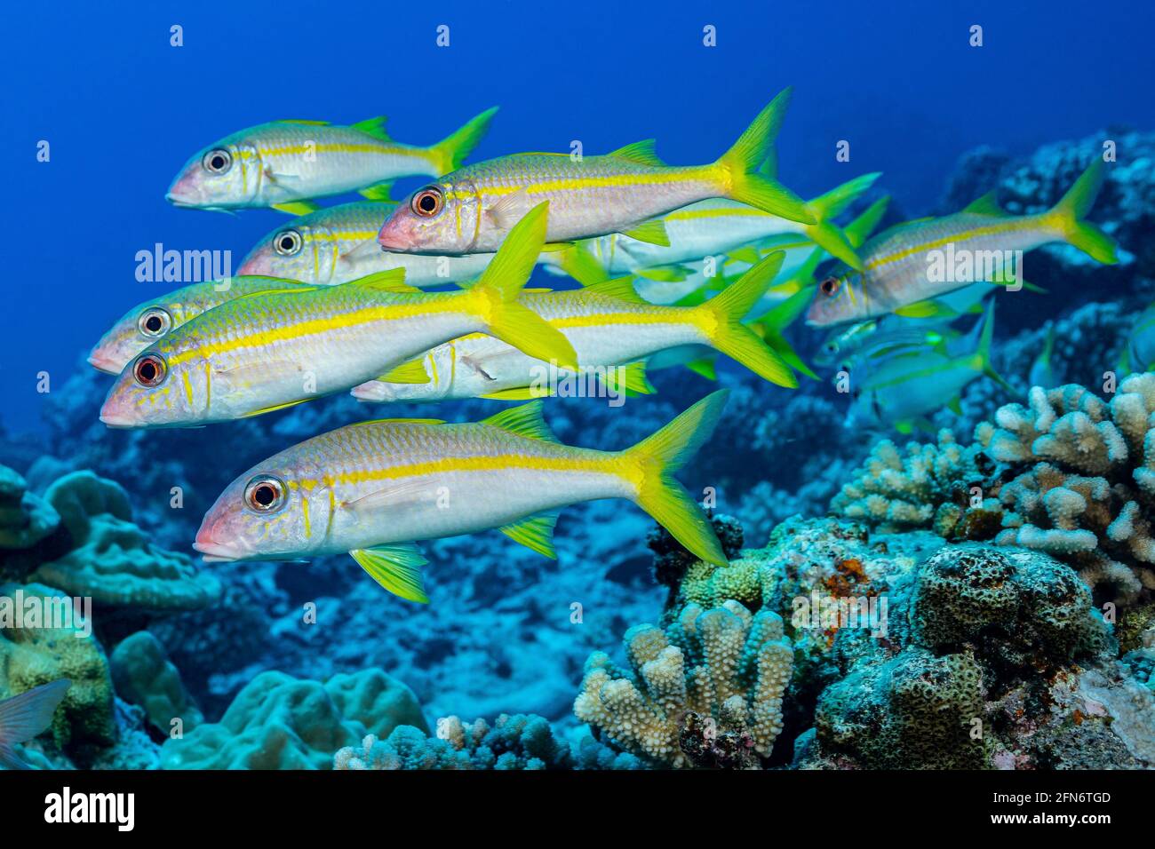 Tropical reef fish polynesia hi-res stock photography and images - Alamy