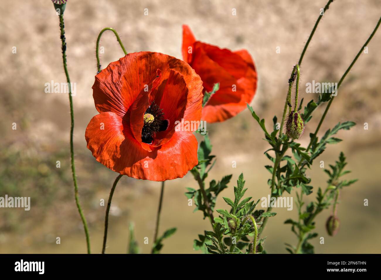 Poppies in bloom with a stream of water as backdrop Stock Photo - Alamy