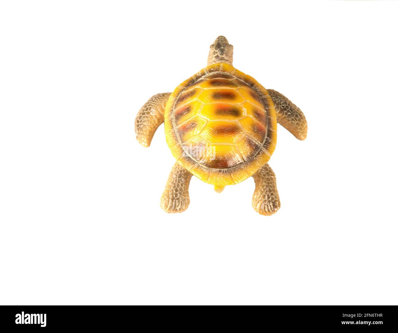 Turtle on white High Resolution Stock Photography and Images - Alamy