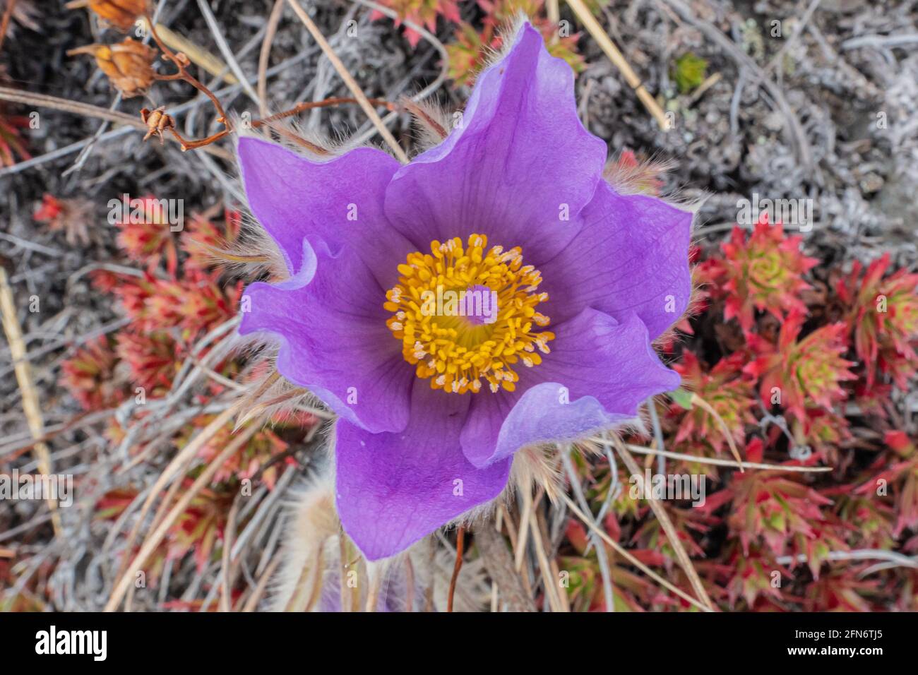 Front on and side profile of bunch of crocus, pasque purple flower in ...