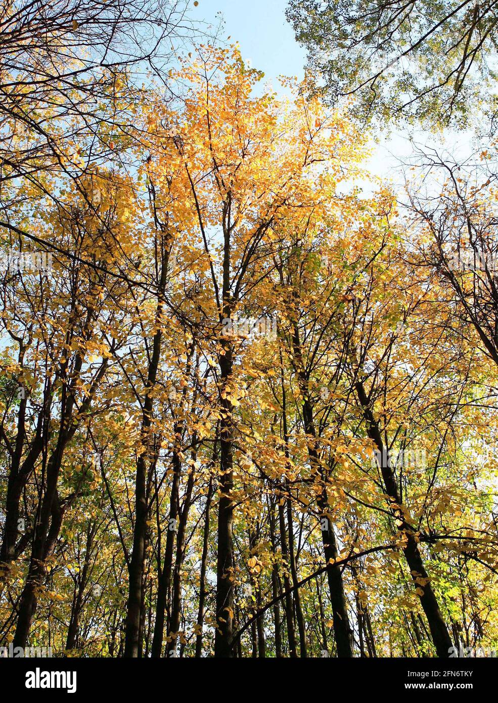 trees in autumn on sky background, spetember Stock Photo - Alamy