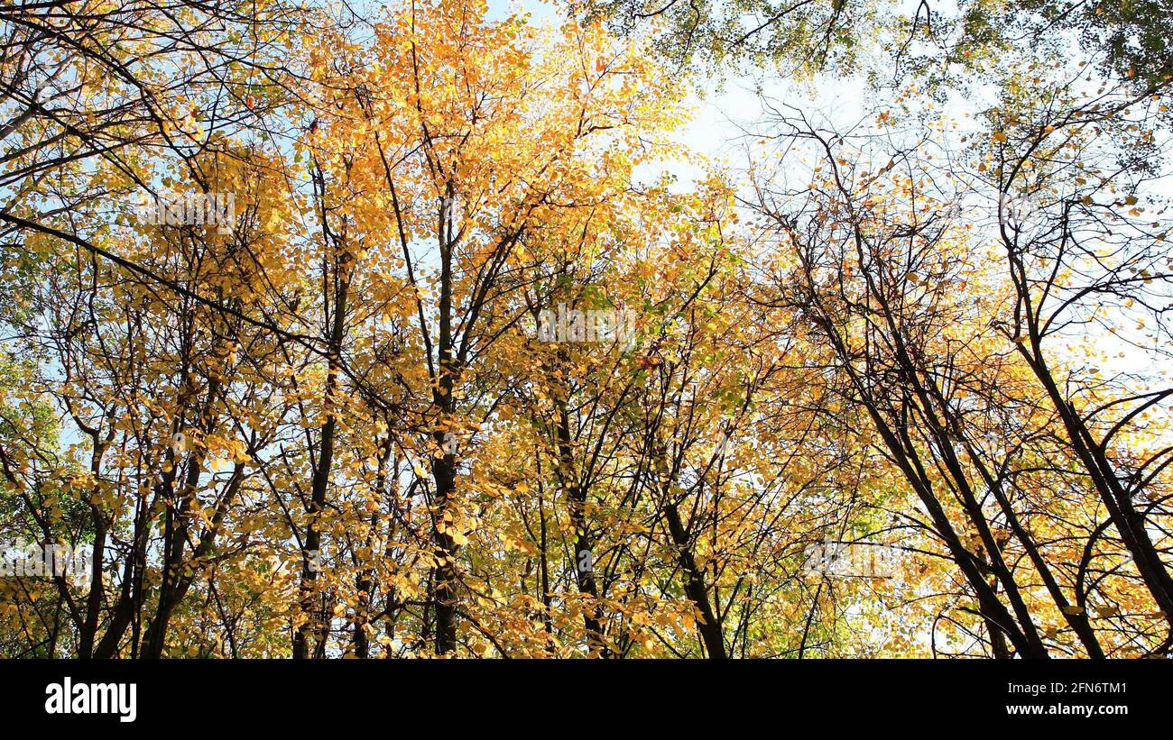 trees in autumn on sky background, spetember Stock Photo - Alamy