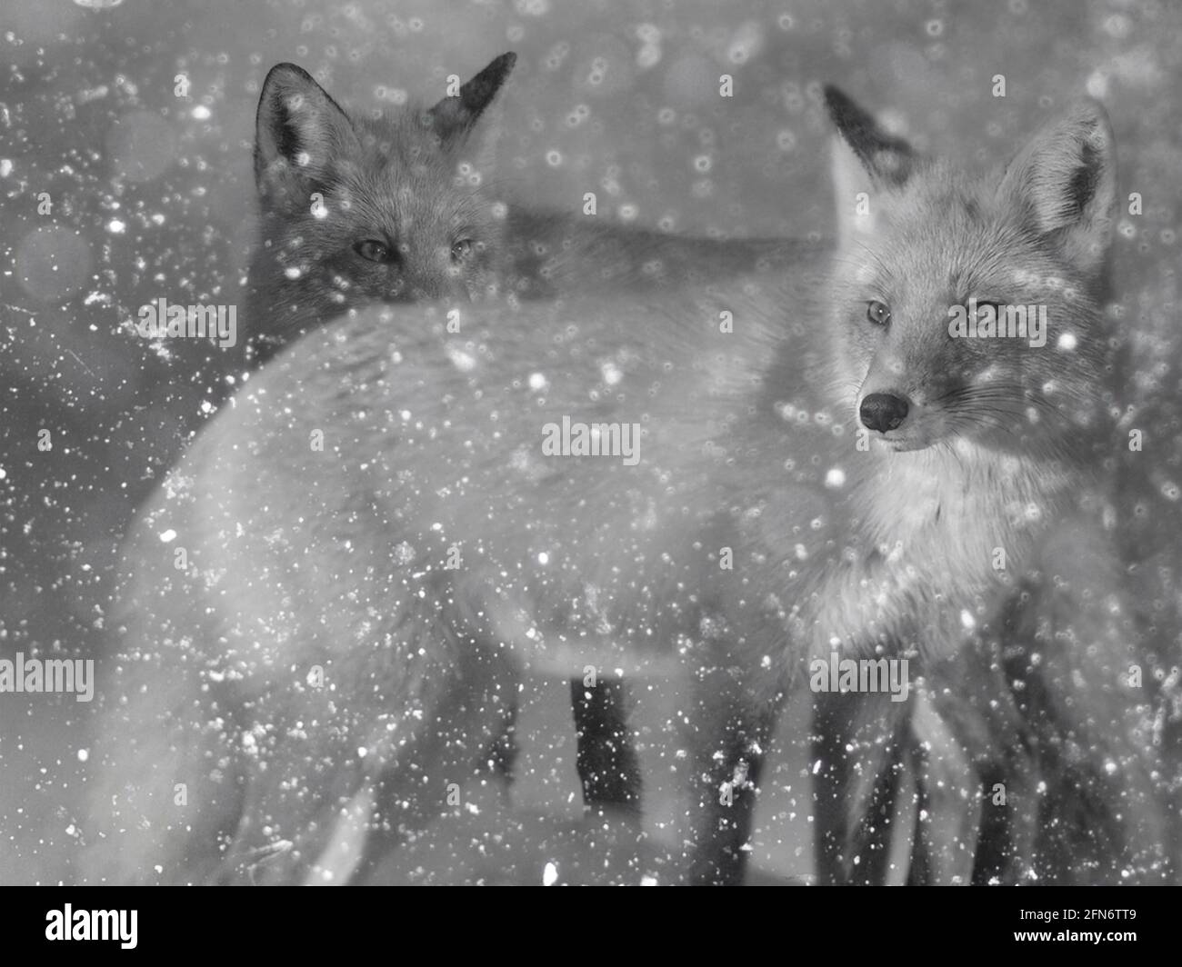 Ice foxes hi-res stock photography and images - Alamy