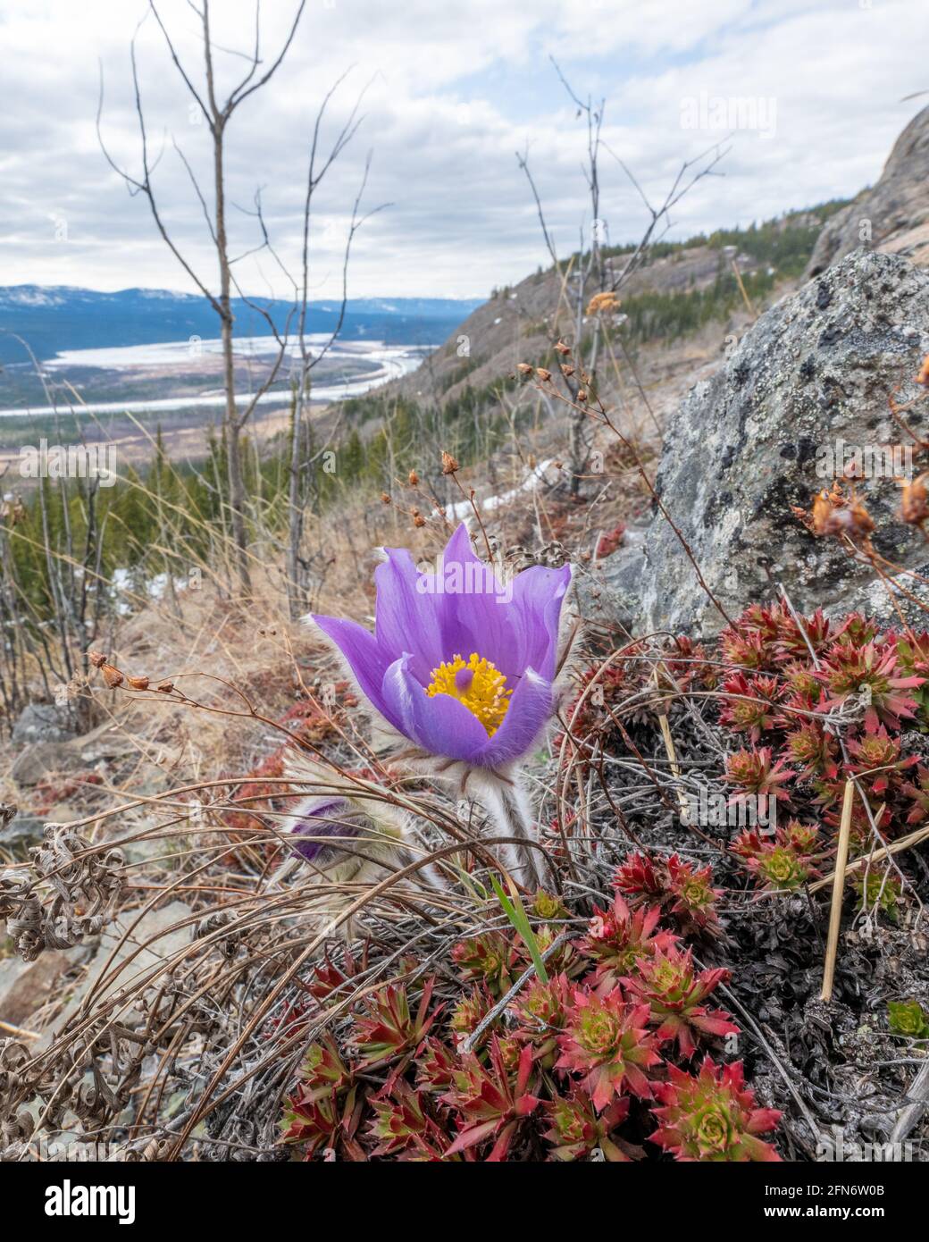 Pasque flower bunch hi-res stock photography and images - Alamy