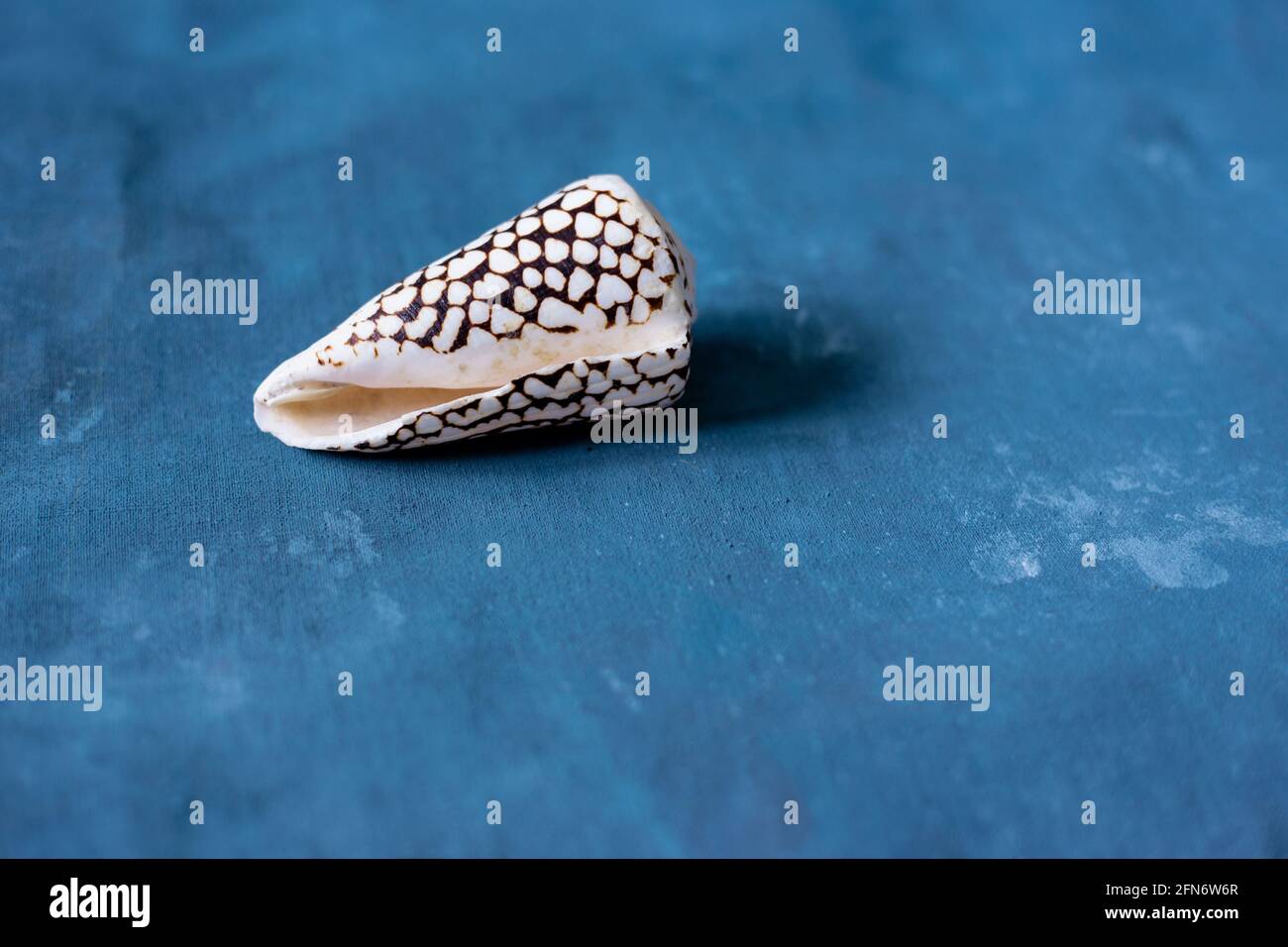 Black Cone on a blue background. Conus Marmoreus. Shell With White ...