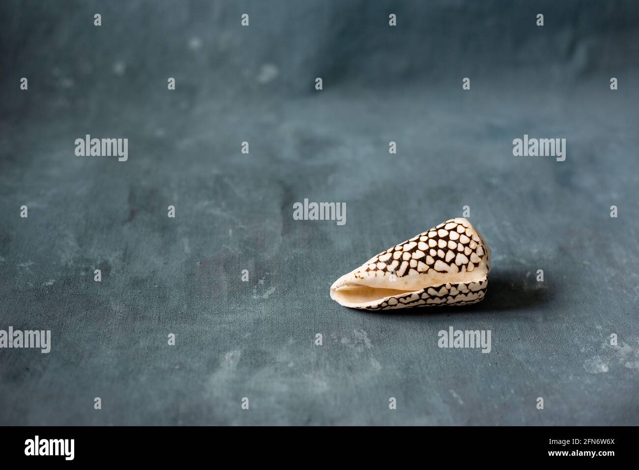 Black Cone on a blue background. Conus Marmoreus. Shell With White ...