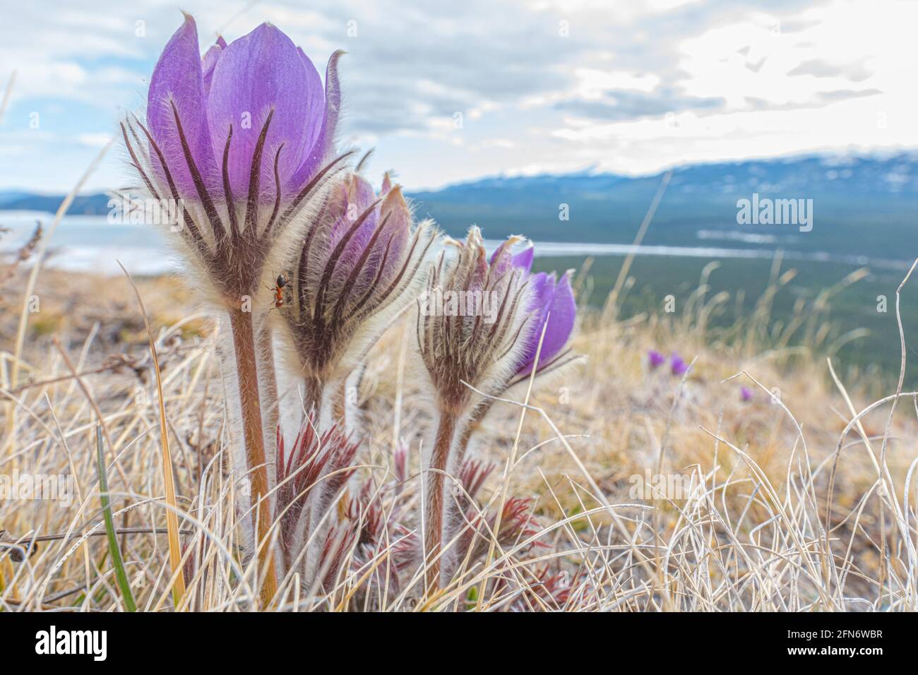 Front on and side profile of bunch of crocus, pasque purple flower in ...