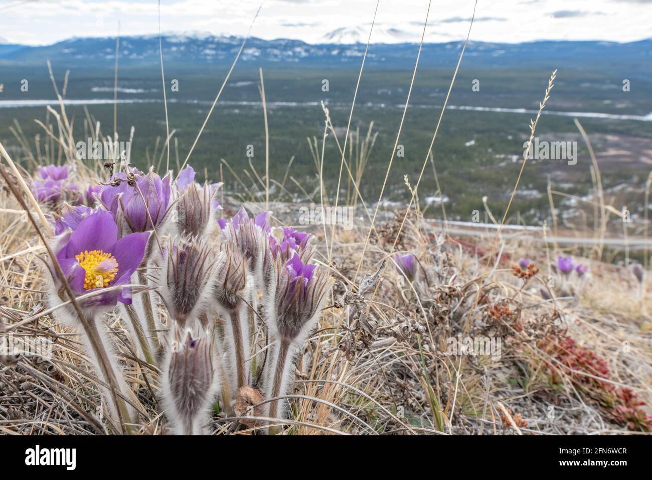 Front on and side profile of bunch of crocus, pasque purple flower in ...