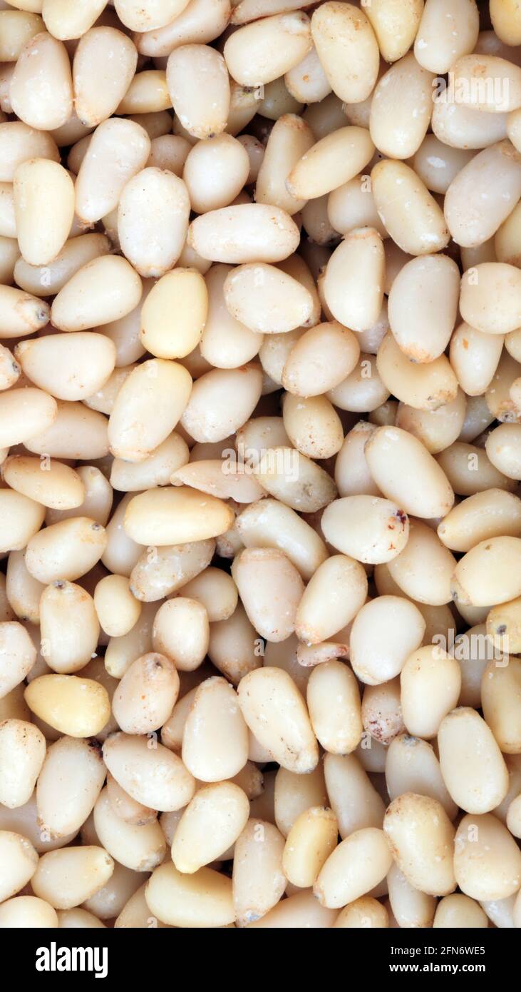 many cedar nut at day Stock Photo - Alamy