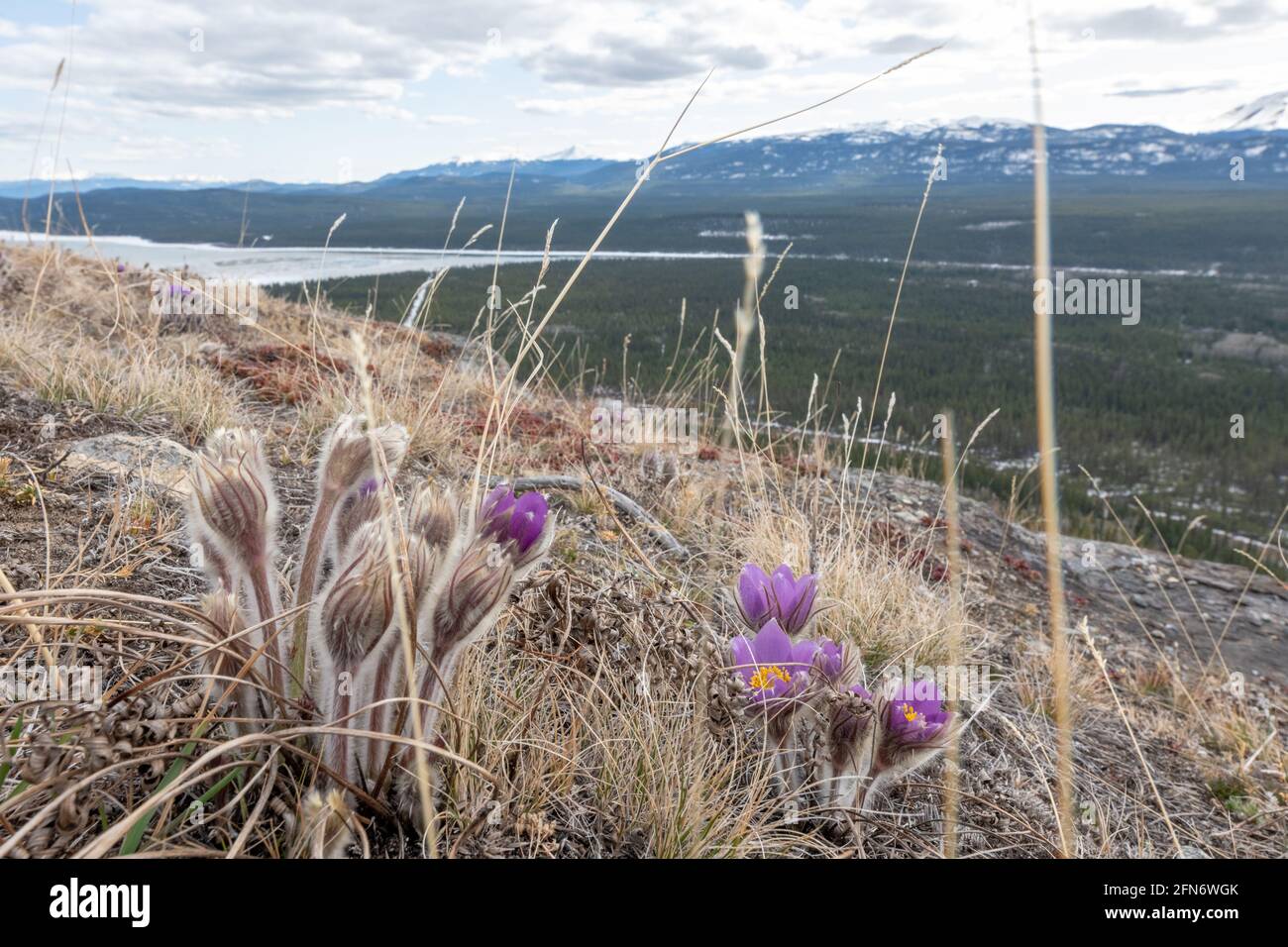 Front on and side profile of bunch of crocus, pasque purple flower in ...