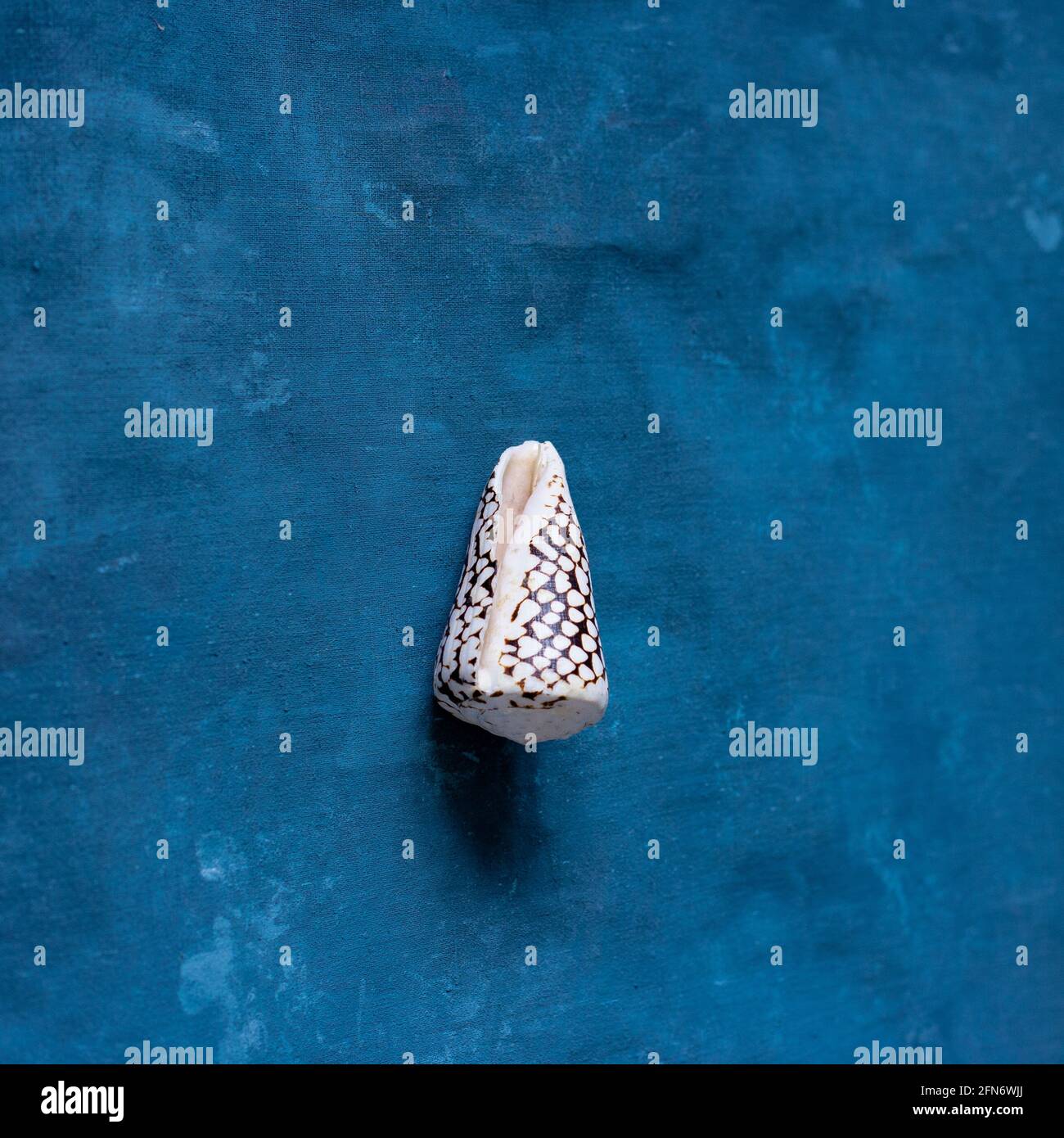 Black Cone on a blue background. Conus Marmoreus. Shell With White ...
