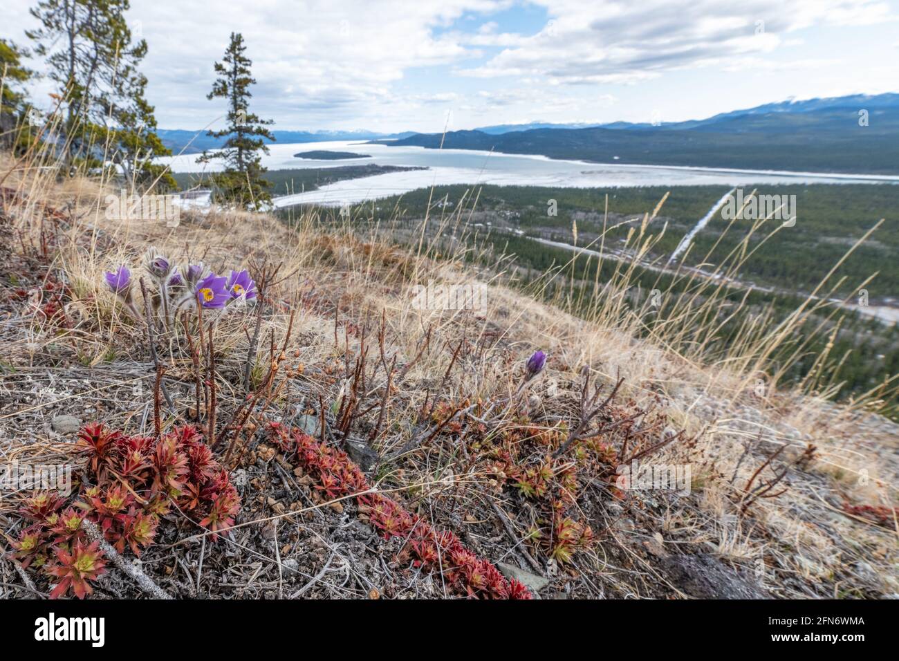 Front on and side profile of bunch of crocus, pasque purple flower in ...