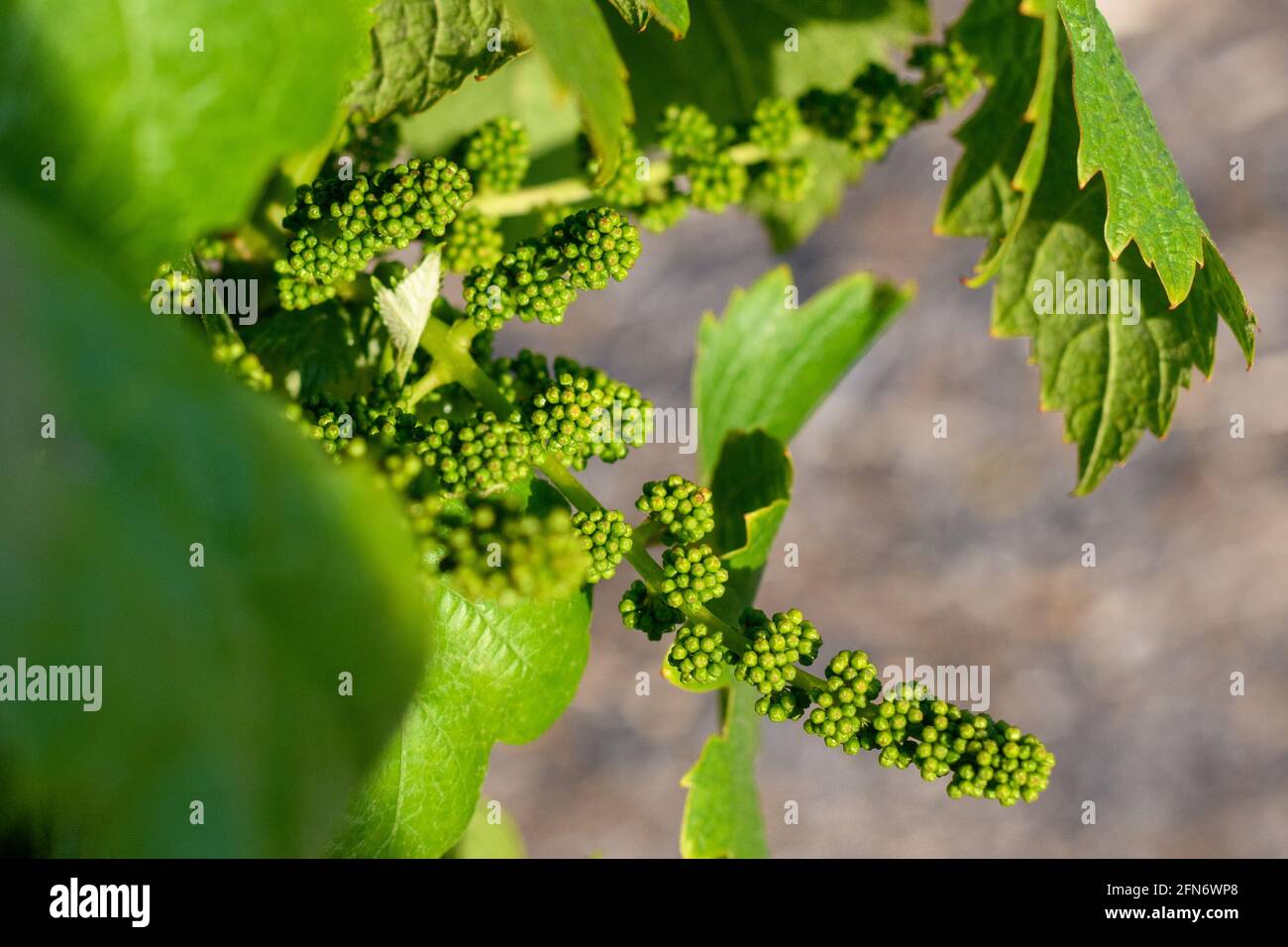 Bud break hi-res stock photography and images - Alamy