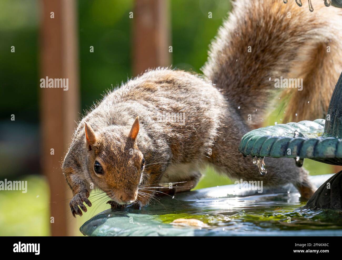 Squirrel finds a peanut in the garden fountain Stock Photo - Alamy