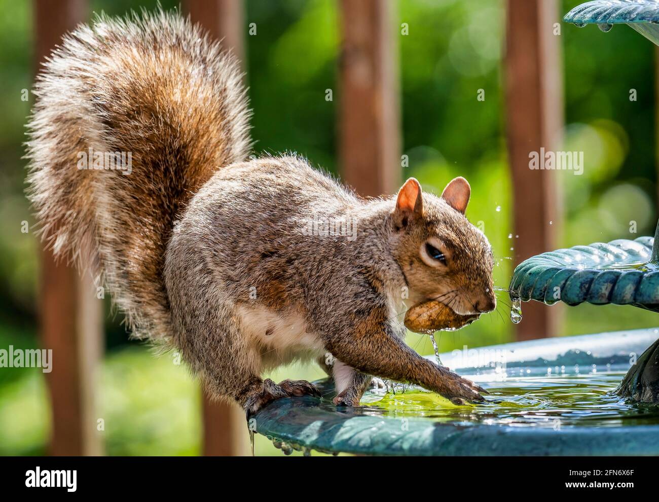 Squirrel finds a peanut in the garden fountain Stock Photo - Alamy