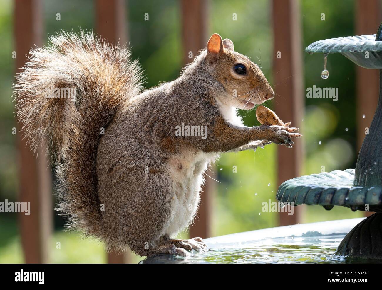 Squirrel finds a peanut in the garden fountain Stock Photo - Alamy