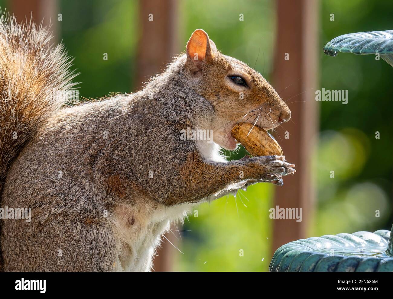 Squirrel finds a peanut in the garden fountain Stock Photo - Alamy