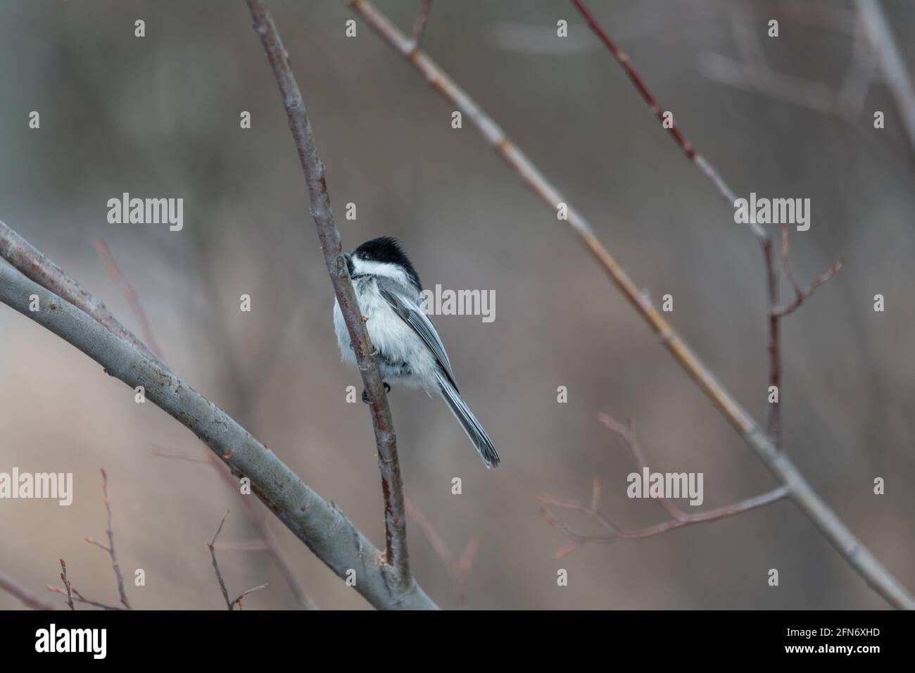 Chickadee bird spotted in northern Canada during spring time with grey ...