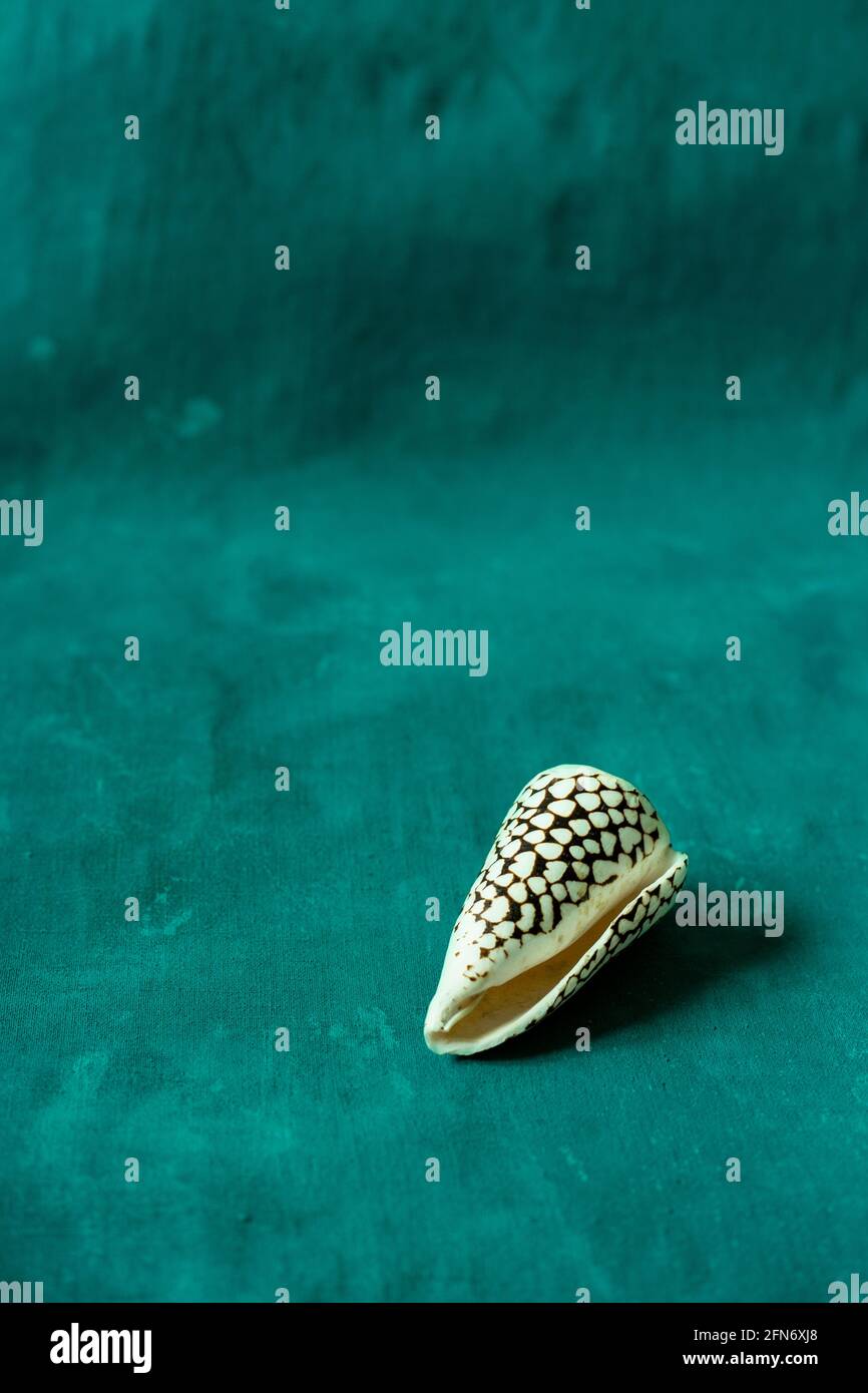 Black Cone on a blue background. Conus Marmoreus. Shell With White ...