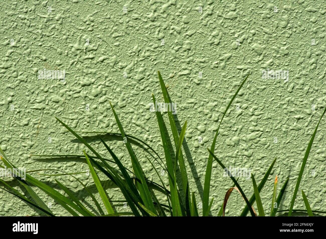 Light Green Wall Texture